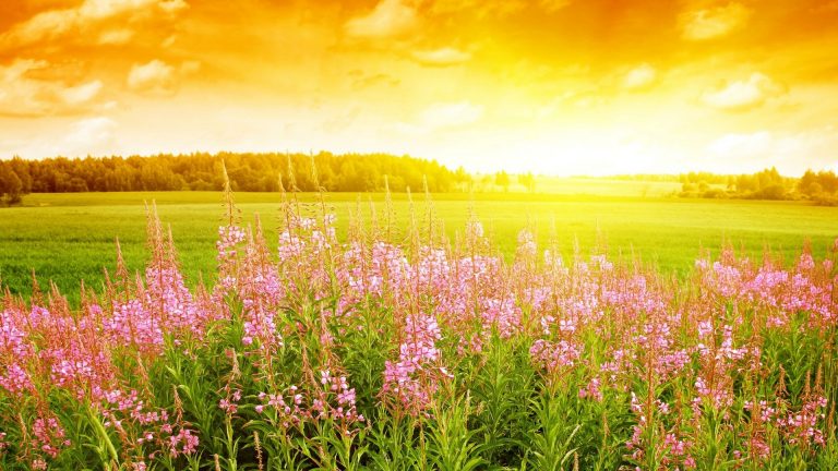 Spring For Windows - Live Wallpaper HD
